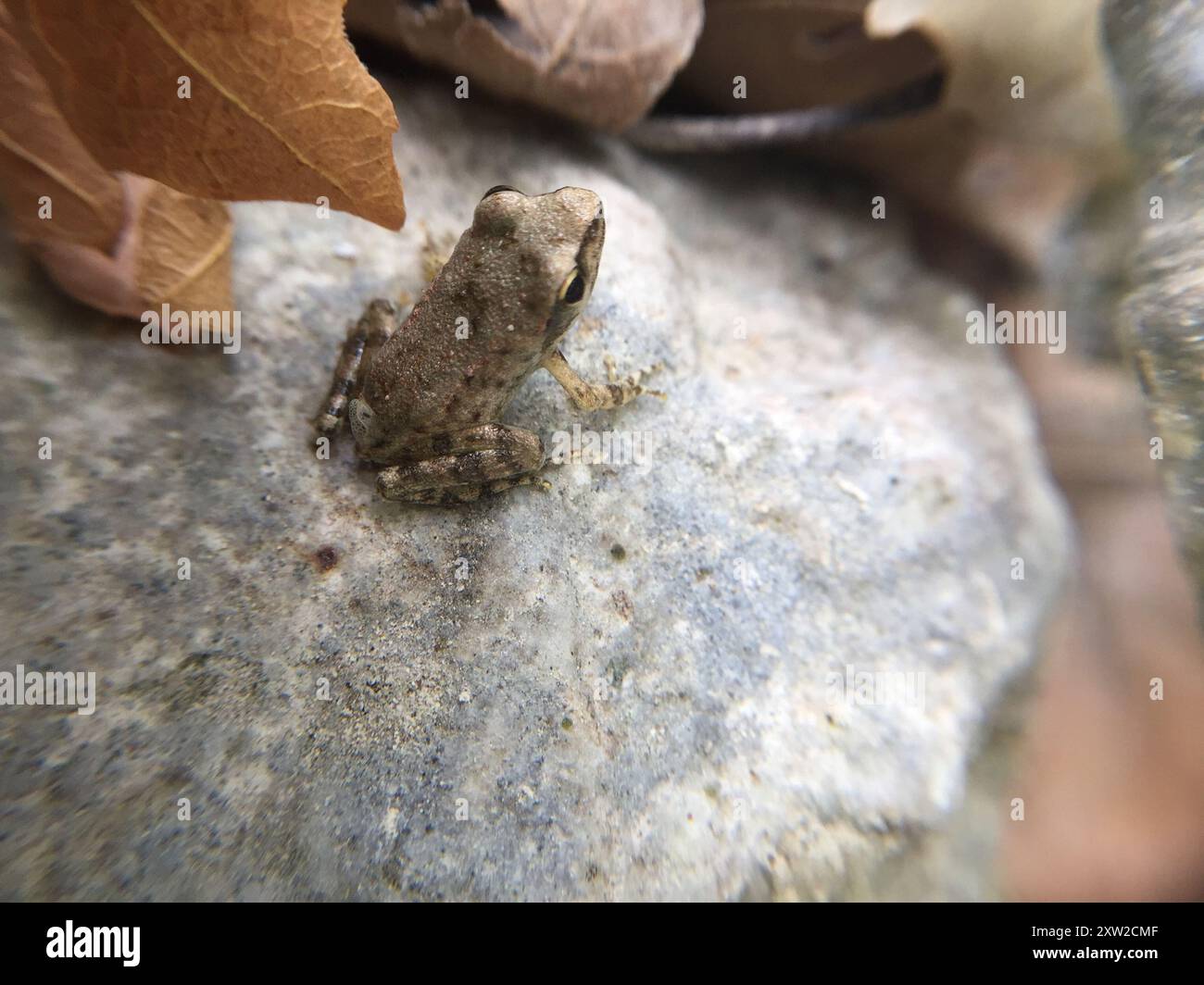 Greek frog (Rana graeca) Amphibia Stock Photo - Alamy