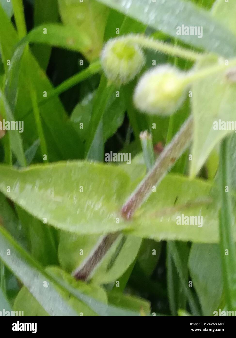 Water Chickweed (Stellaria aquatica) Plantae Stock Photo - Alamy