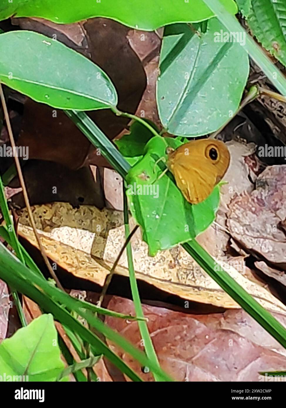 Common Fijian Ringlet (Ypthima sesara) Insecta Stock Photo - Alamy