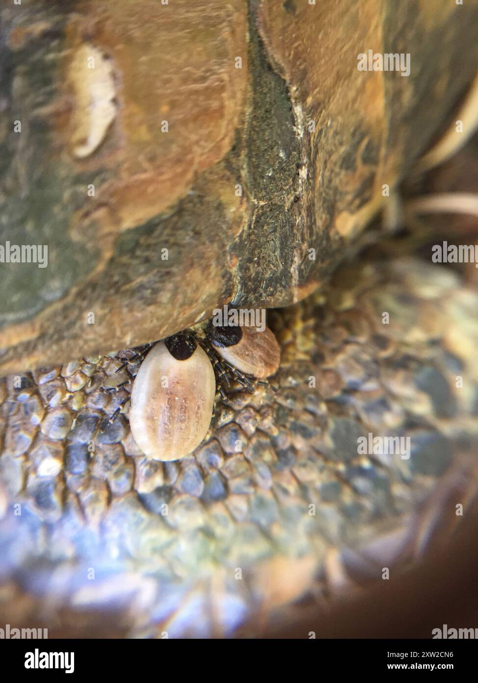 Tortoise tick (Hyalomma aegyptium) Arachnida Stock Photo - Alamy