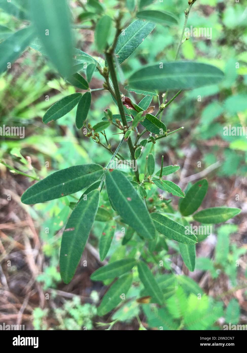 slender bush clover (Lespedeza virginica) Plantae Stock Photo - Alamy