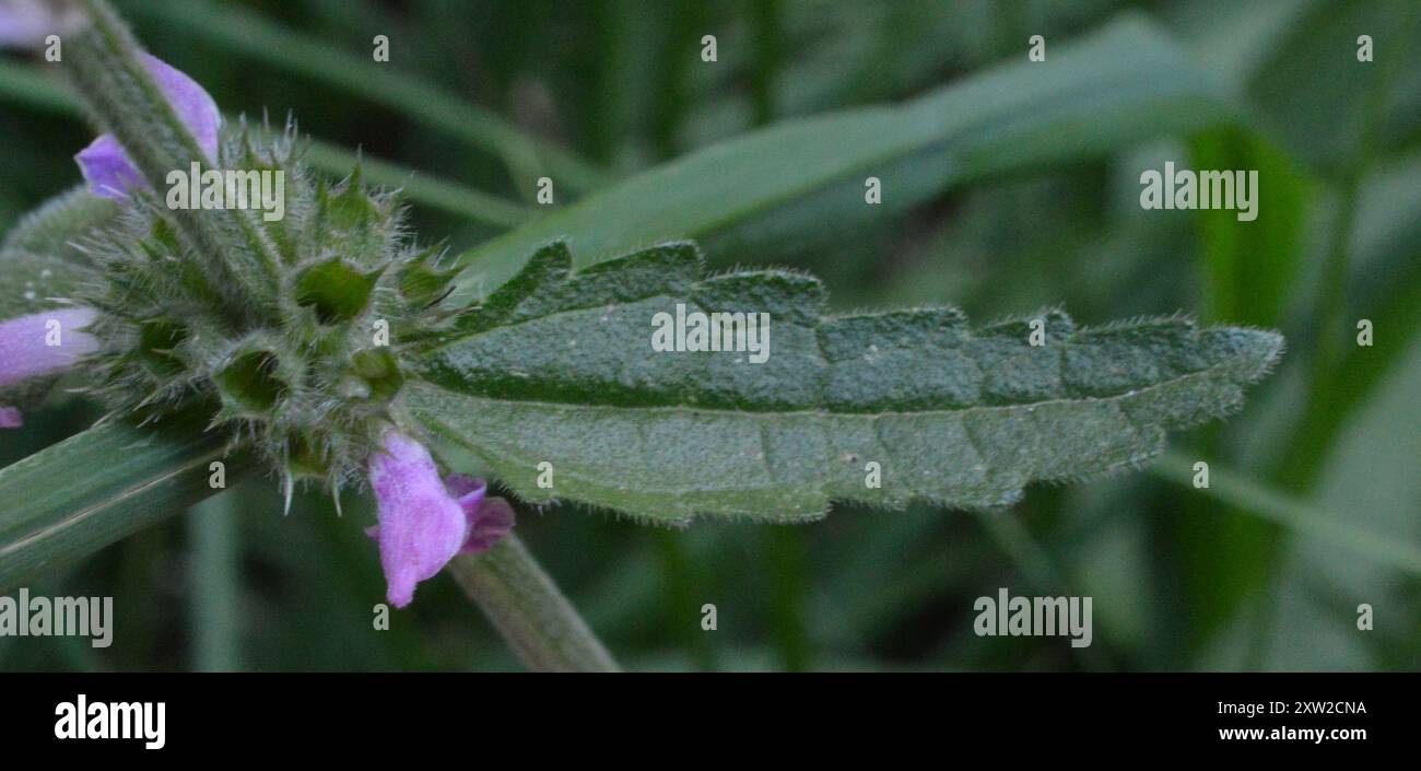 common hedge-nettle (Betonica officinalis) Plantae Stock Photo - Alamy