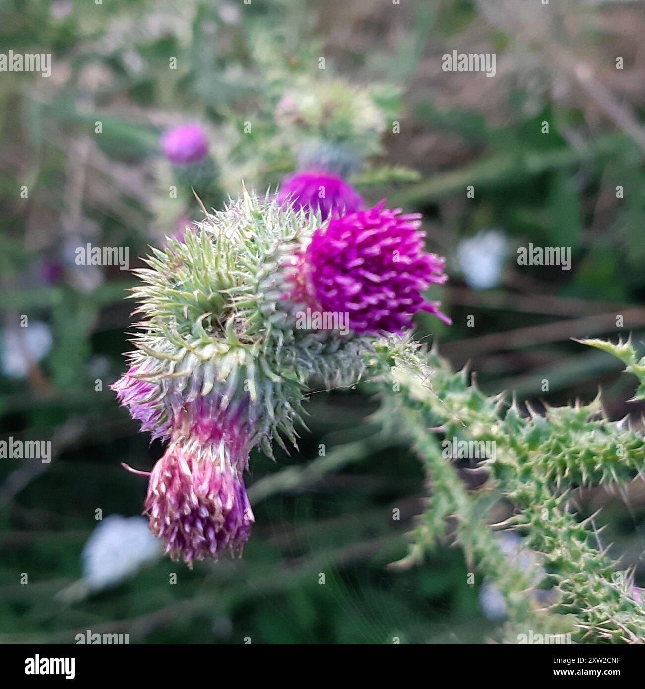 Welted Thistle (Carduus crispus) Plantae Stock Photo - Alamy