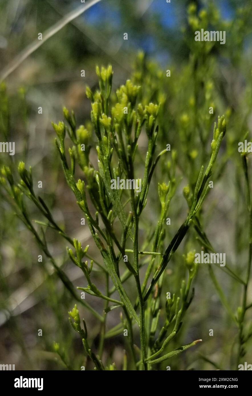 Broom Snakeweed (Gutierrezia sarothrae) Plantae Stock Photo - Alamy