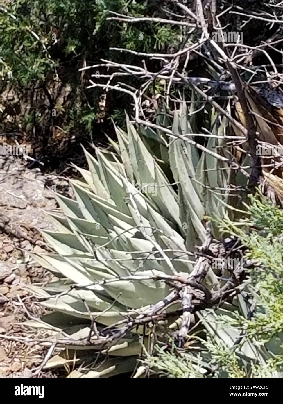 Parry's agave (Agave parryi) Plantae Stock Photo - Alamy