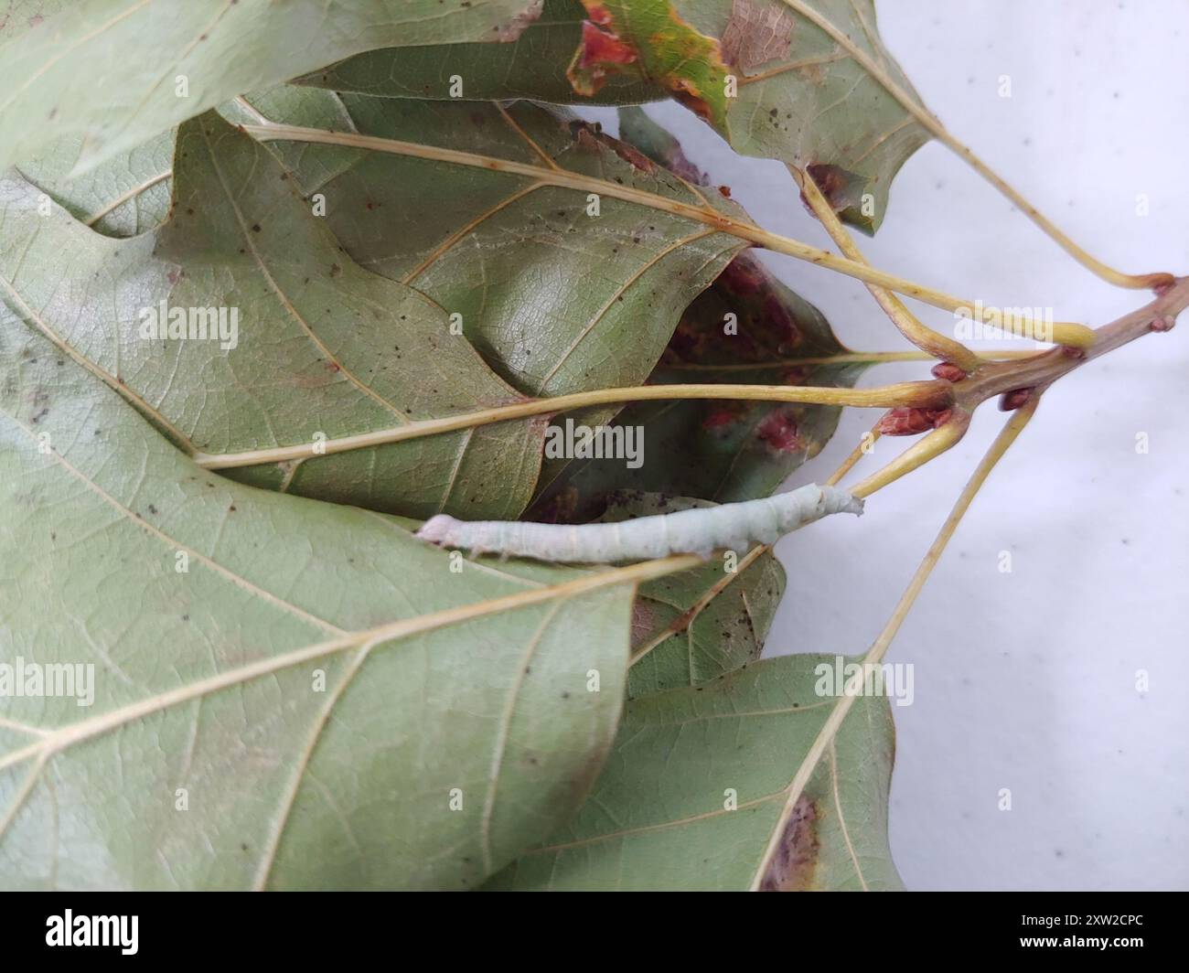 Maple Looper Moth (Parallelia bistriaris) Insecta Stock Photo - Alamy