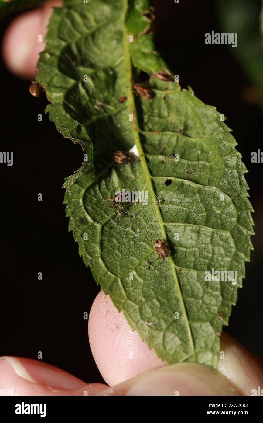 Seed Bugs (Lygaeidae) Insecta Stock Photo - Alamy