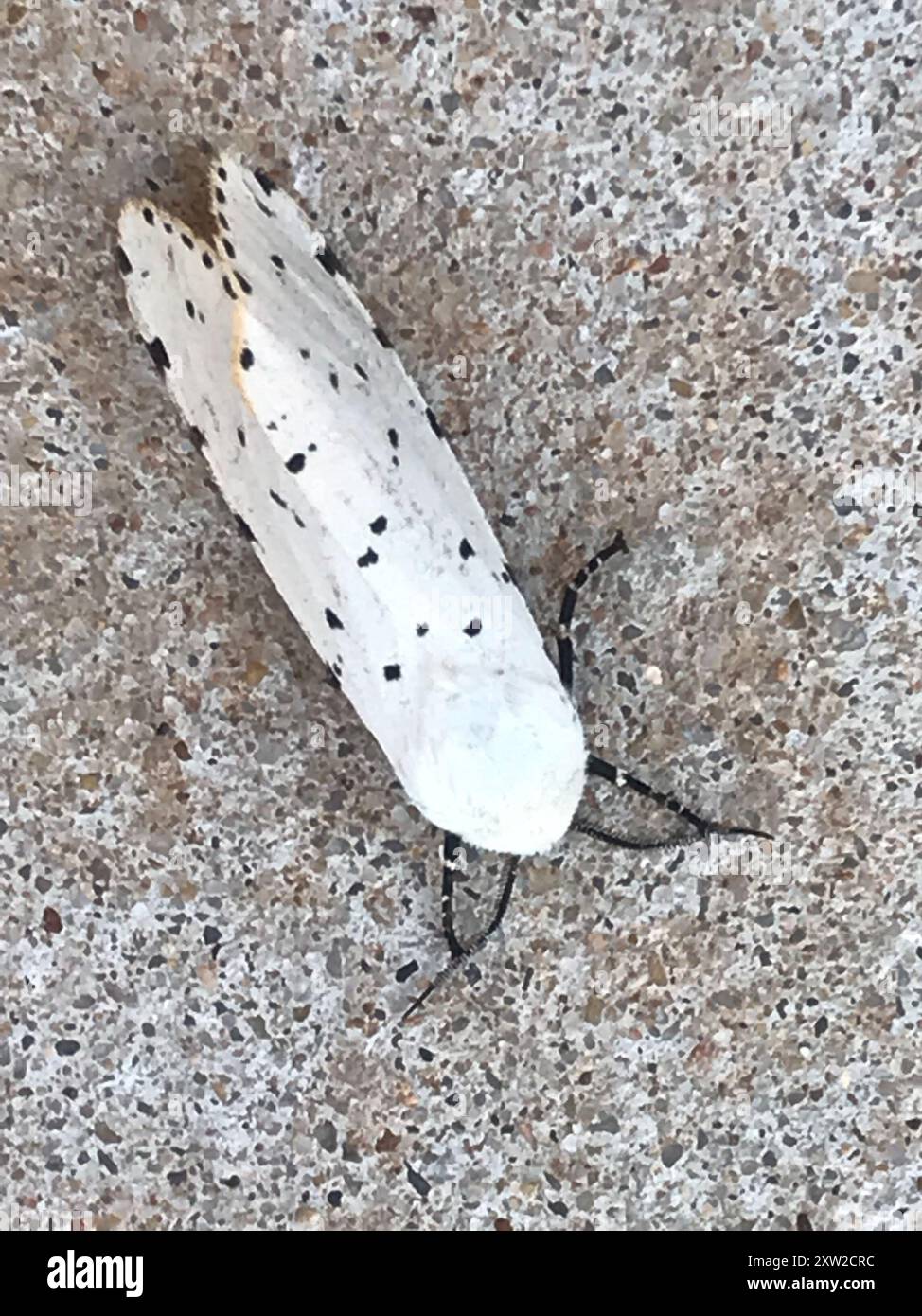 Salt Marsh Moth (Estigmene acrea) Insecta Stock Photo - Alamy
