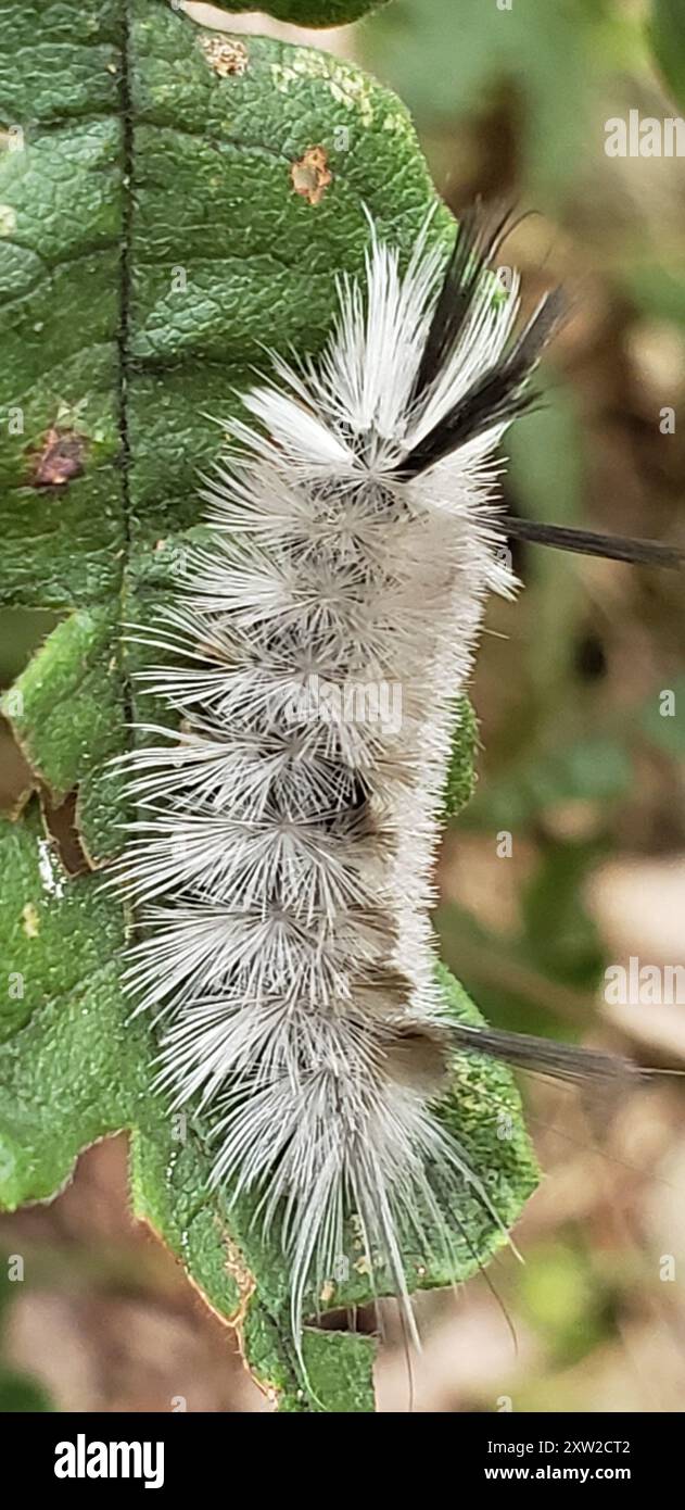 Banded Tussock Moth (Halysidota tessellaris) Insecta Stock Photo - Alamy
