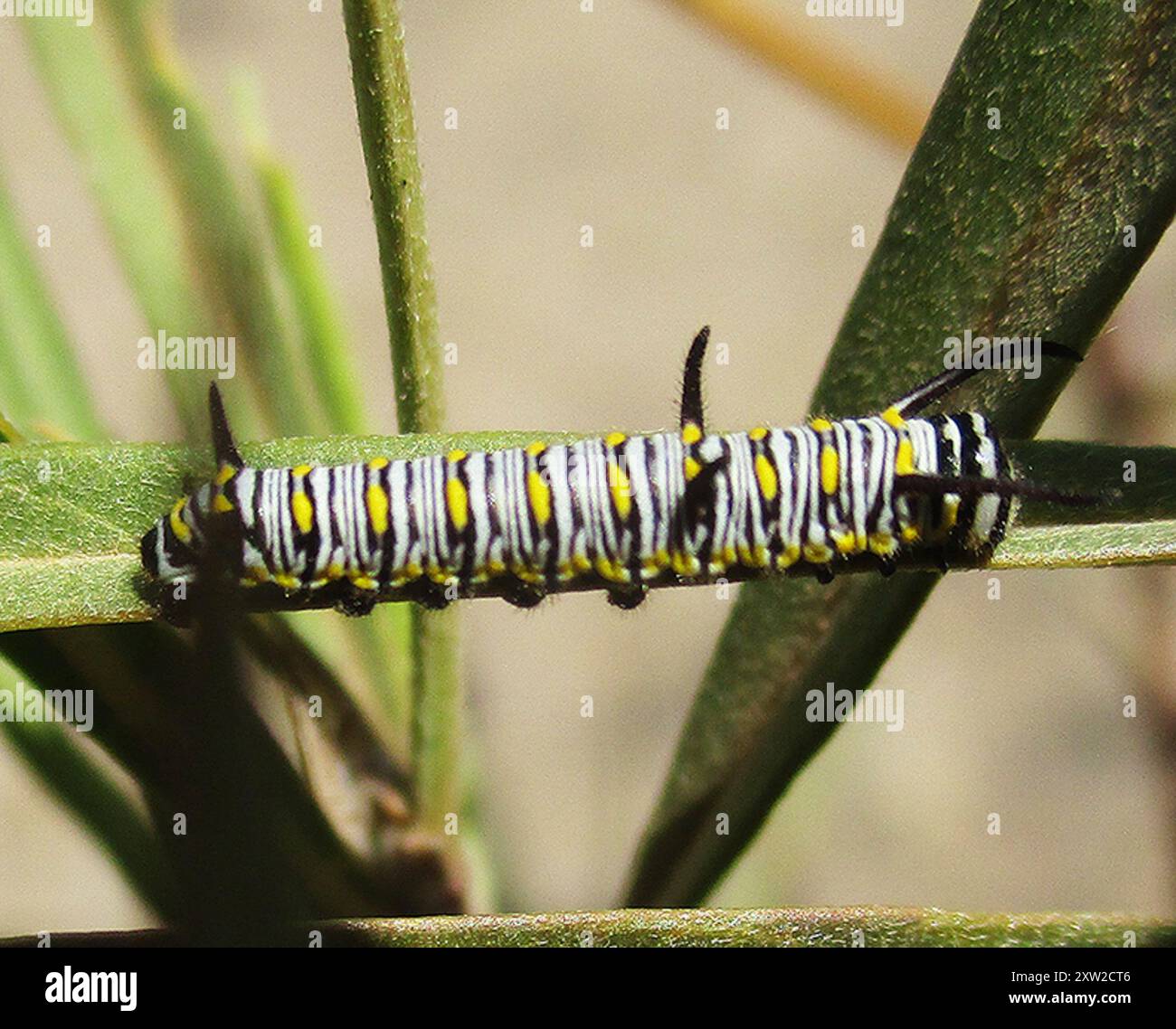 African Monarch (Danaus chrysippus orientis) Insecta Stock Photo - Alamy