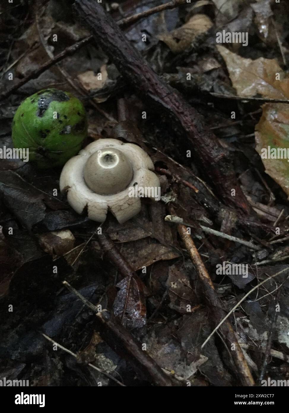 rounded earthstar (Geastrum saccatum) Fungi Stock Photo - Alamy