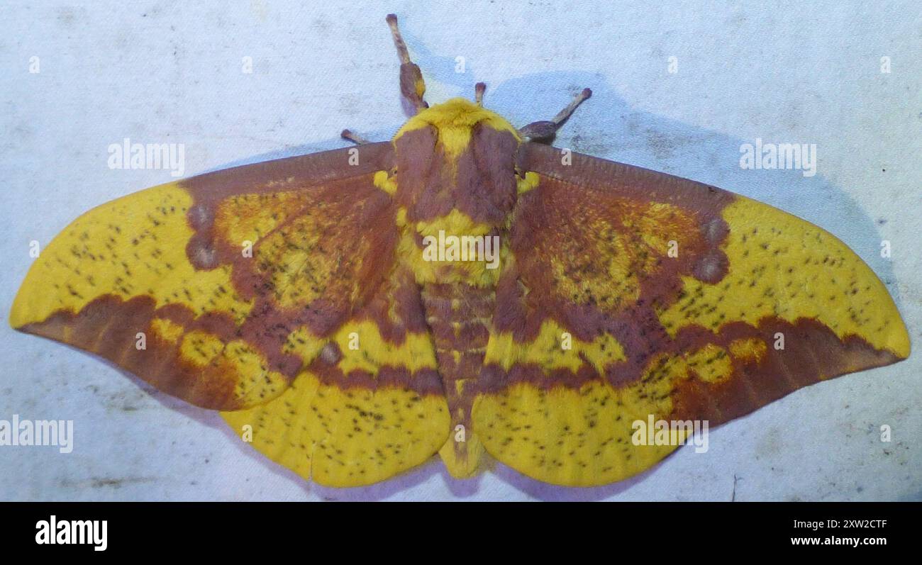 Imperial Moth (Eacles imperialis) Insecta Stock Photo - Alamy