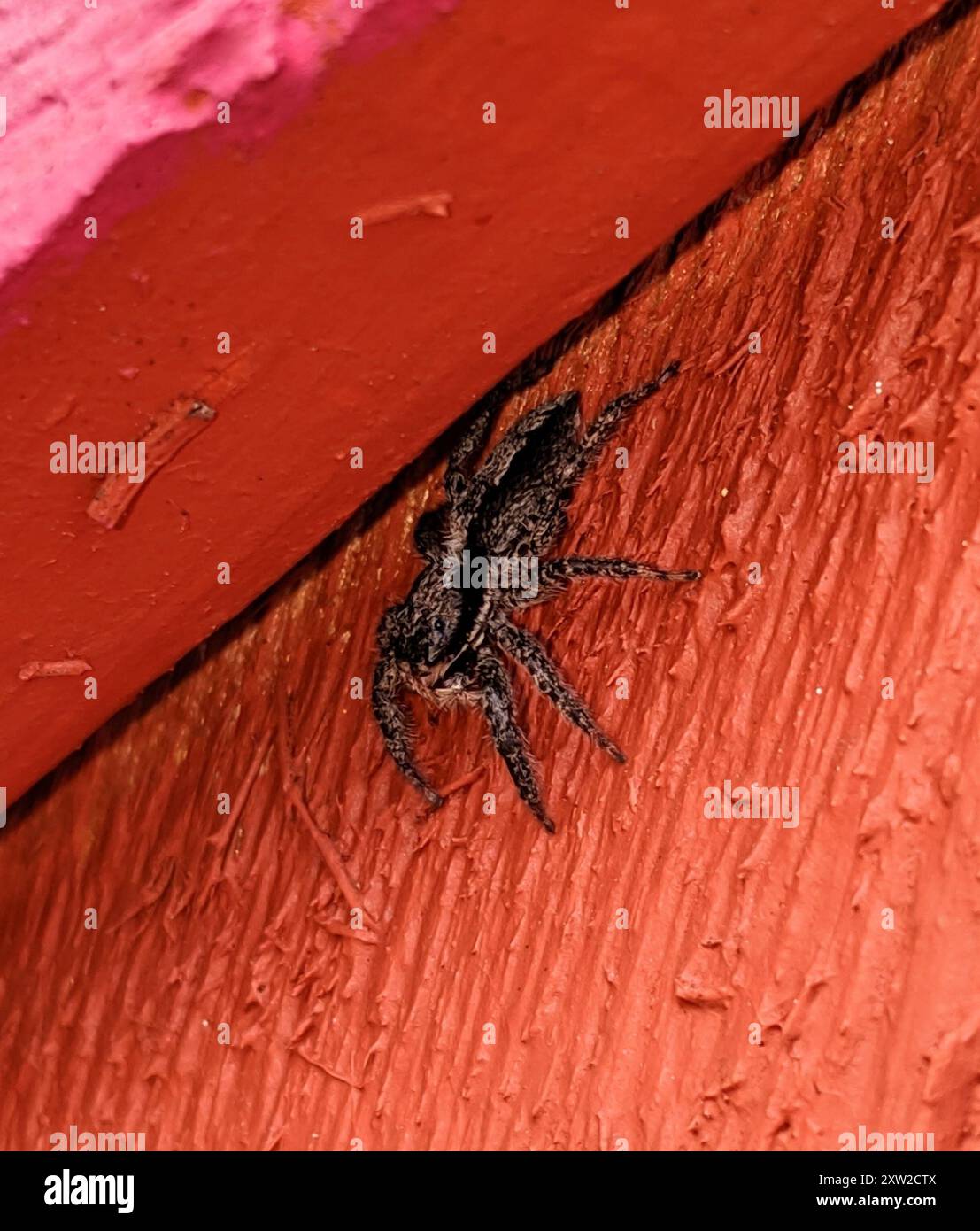 California Flattened Jumping Spider (Platycryptus californicus ...