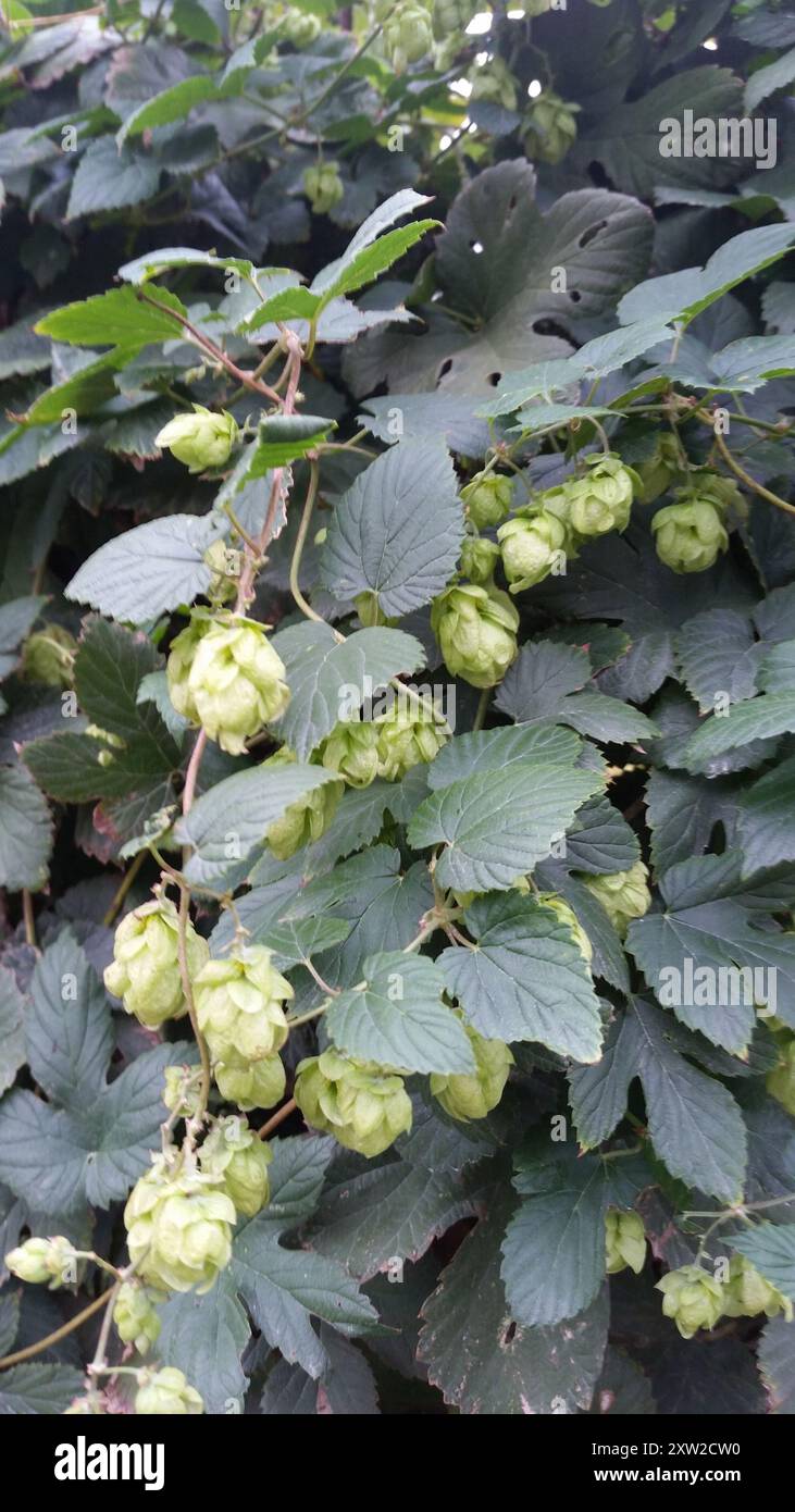 common hops (Humulus lupulus) Plantae Stock Photo - Alamy