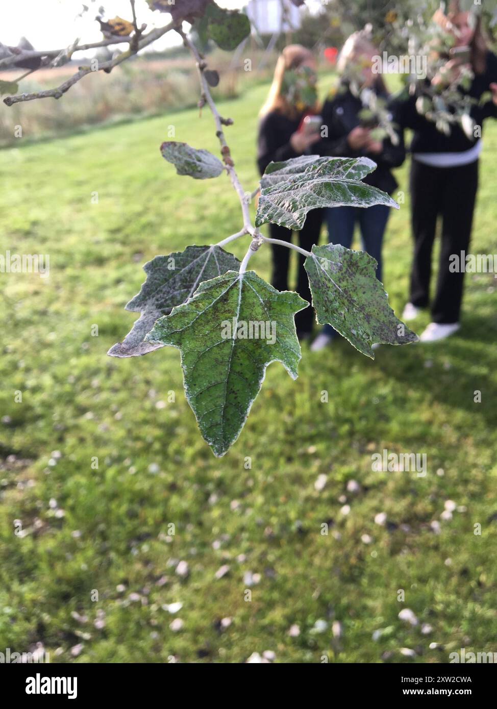 white poplar (Populus alba) Plantae Stock Photo - Alamy