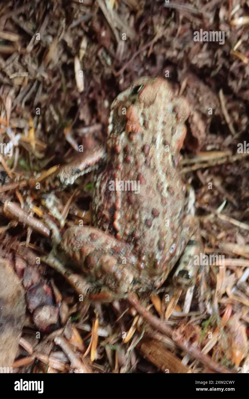 Western Toad (Anaxyrus boreas) Amphibia Stock Photo - Alamy
