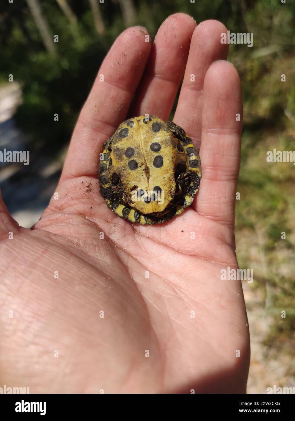 Yellow-bellied Slider (Trachemys scripta scripta) Reptilia Stock Photo ...