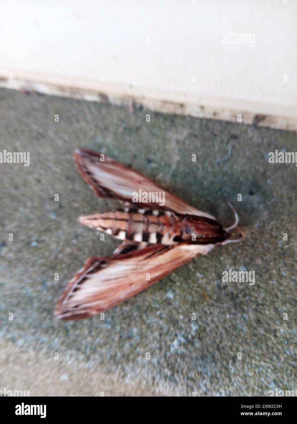 Laurel Sphinx (Sphinx kalmiae) Insecta Stock Photo - Alamy
