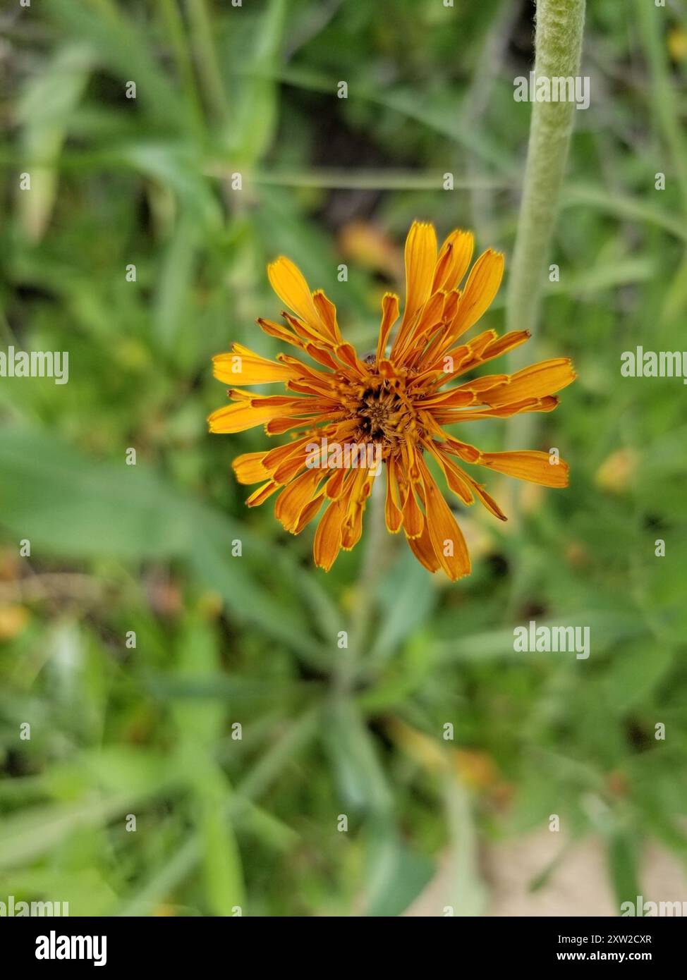 orange agoseris (Agoseris aurantiaca) Plantae Stock Photo - Alamy