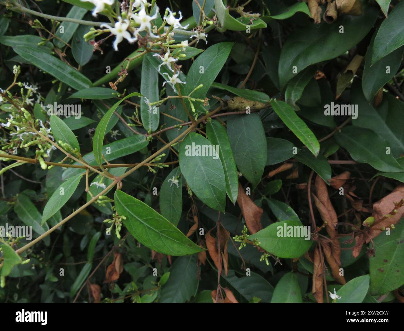 Black creeper (Ichnocarpus frutescens) Plantae Stock Photo - Alamy
