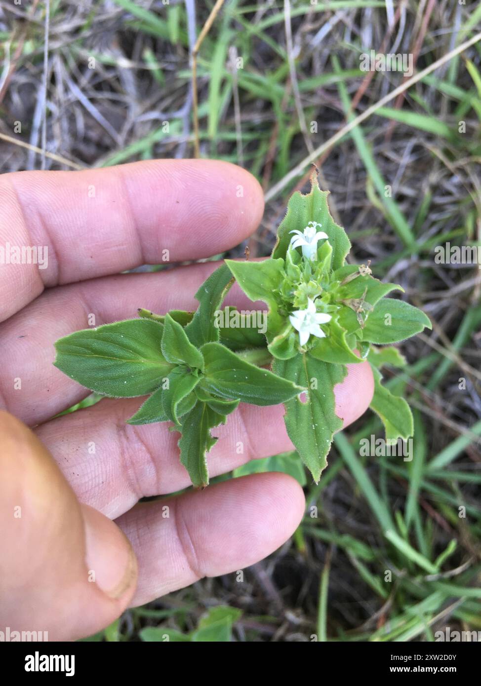 Tropical Mexican Clover (Richardia brasiliensis) Plantae Stock Photo ...
