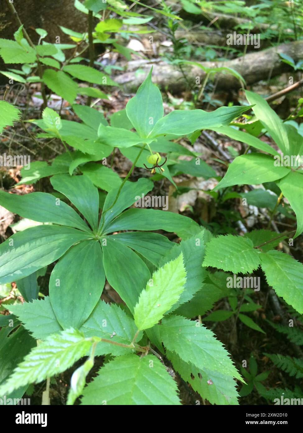 Cucumber Root (Medeola virginiana) Plantae Stock Photo - Alamy