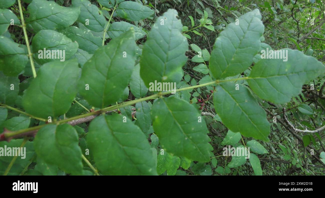 common prickly ash (Zanthoxylum americanum) Plantae Stock Photo - Alamy