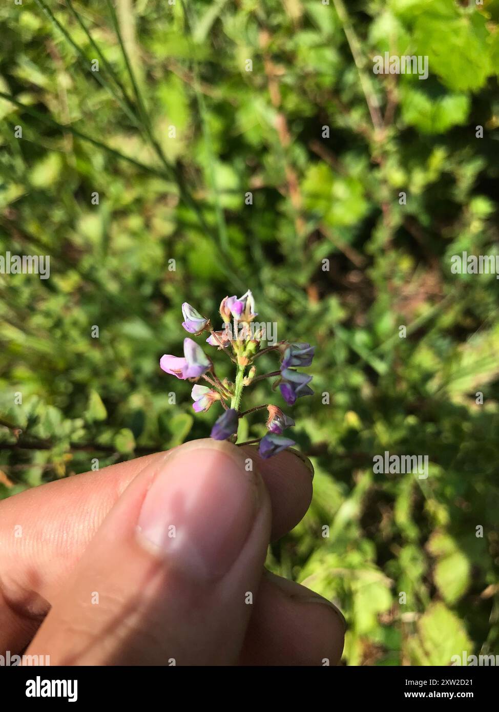 Little-leaf Tick-clover (Desmodium ciliare) Plantae Stock Photo - Alamy