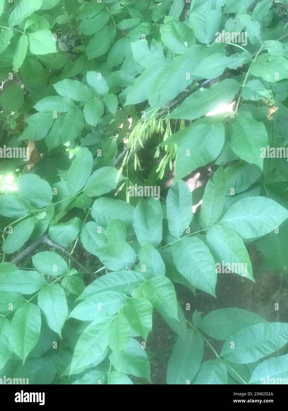 Oregon Ash (Fraxinus latifolia) Plantae Stock Photo - Alamy