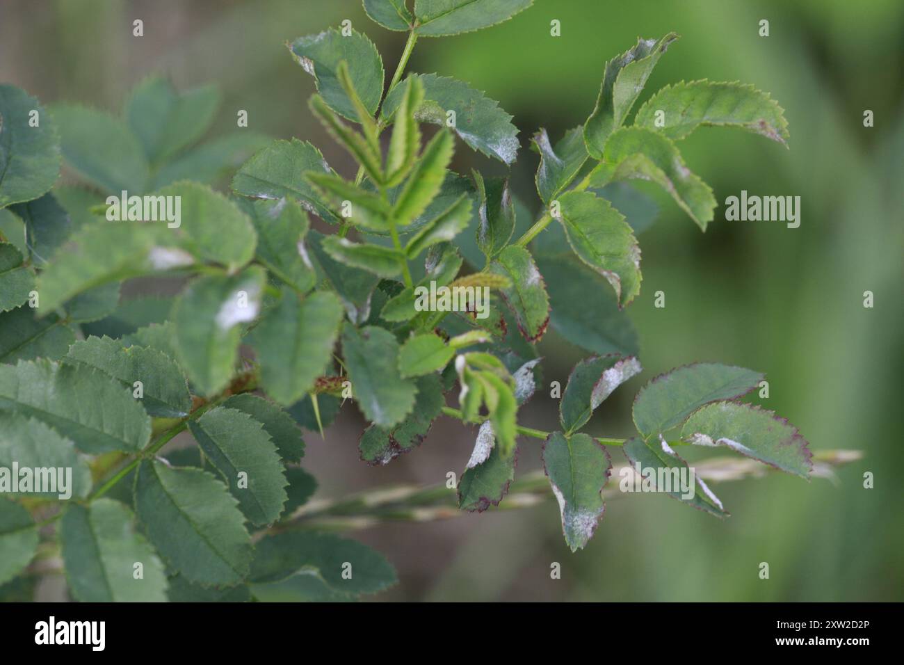 Rose Powdery Mildew (Podosphaera pannosa) Fungi Stock Photo - Alamy