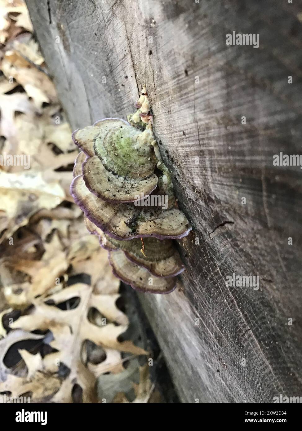 violet-toothed polypore (Trichaptum biforme) Fungi Stock Photo - Alamy