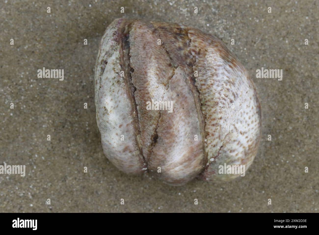 Common Atlantic Slippersnail (Crepidula fornicata) Mollusca Stock Photo ...
