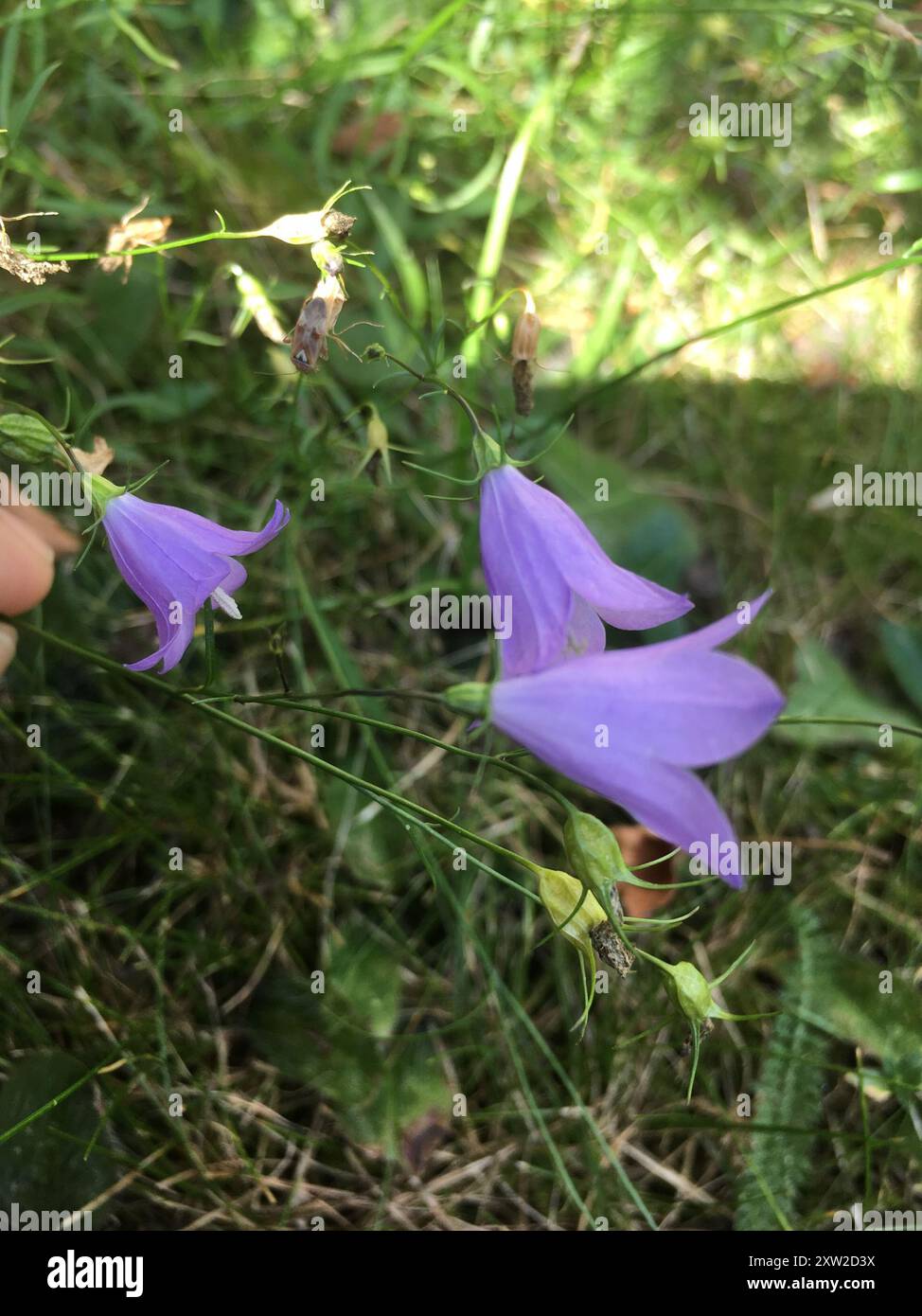 Common Harebell (Campanula rotundifolia) Plantae Stock Photo - Alamy