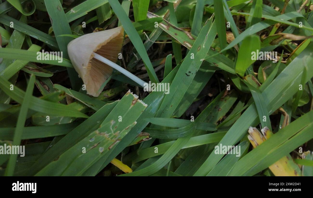 Conecaps (Conocybe) Fungi Stock Photo - Alamy