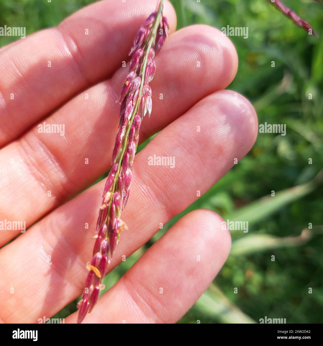 Johnson grass (Sorghum halepense) Plantae Stock Photo - Alamy