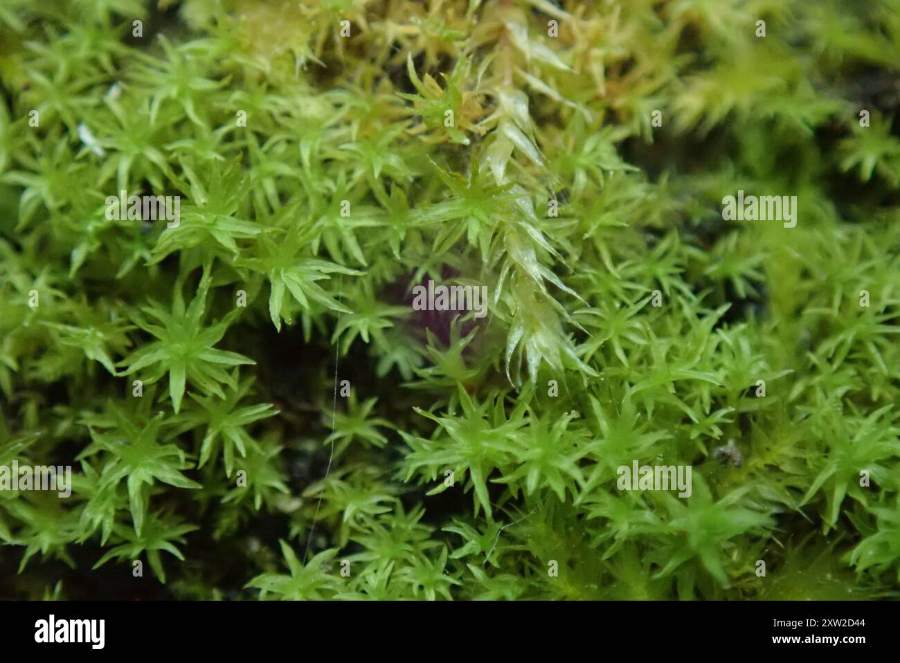 transparent fork-moss (Dichodontium pellucidum) Plantae Stock Photo - Alamy