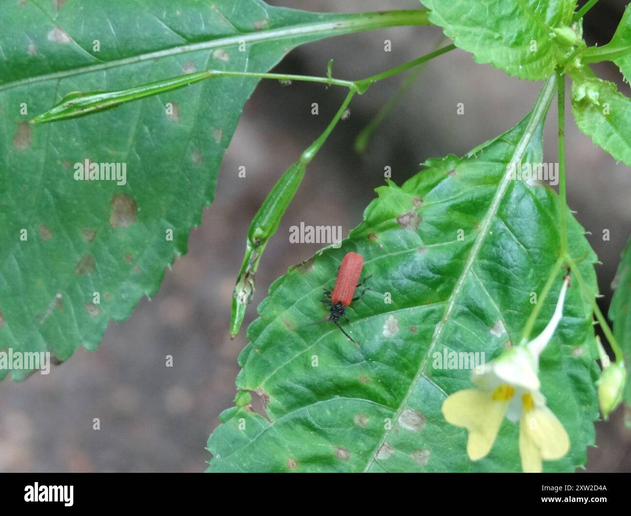 (Platycis minutus) Insecta Stock Photo - Alamy