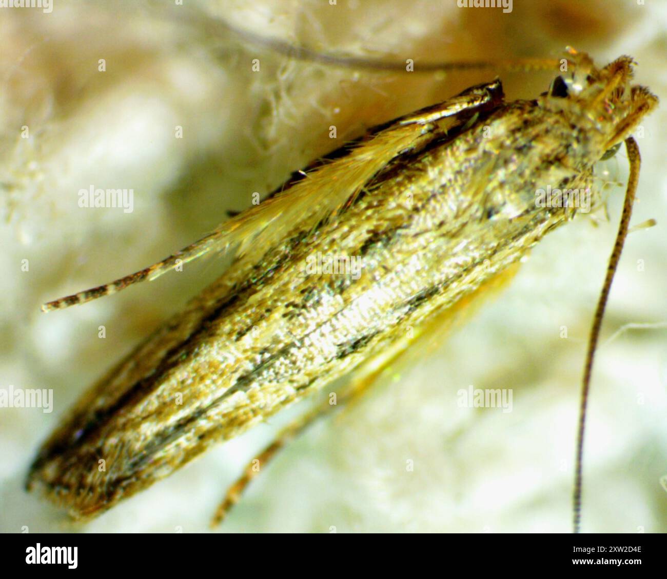 Streaked Twirler (Symmetrischema striatella) Insecta Stock Photo - Alamy