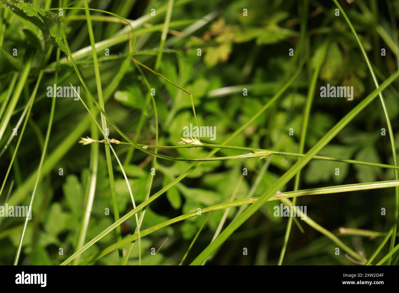 Remote Sedge (Carex remota) Plantae Stock Photo - Alamy