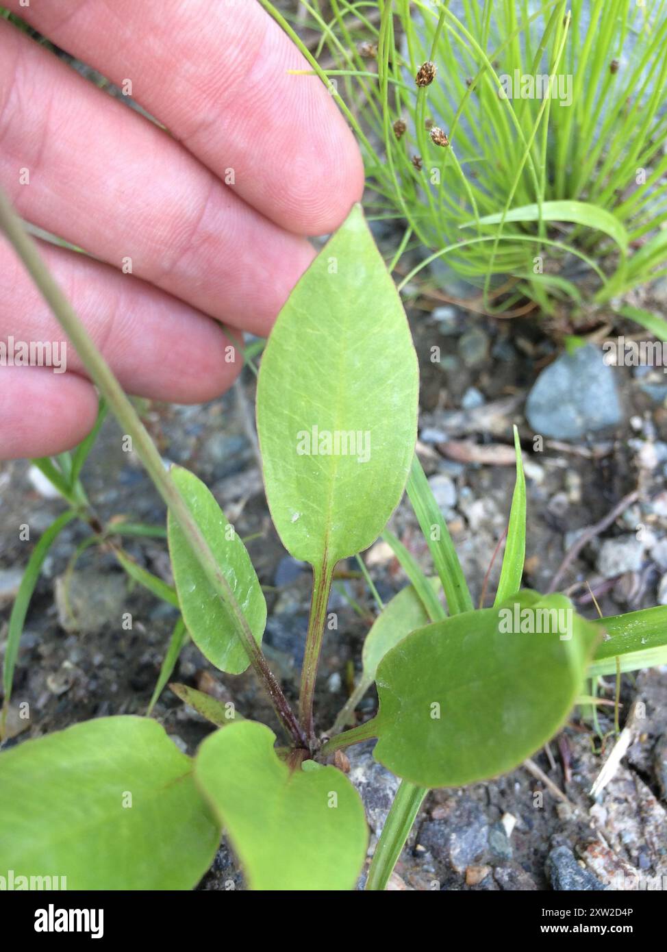 northern water-plantain (Alisma triviale) Plantae Stock Photo - Alamy