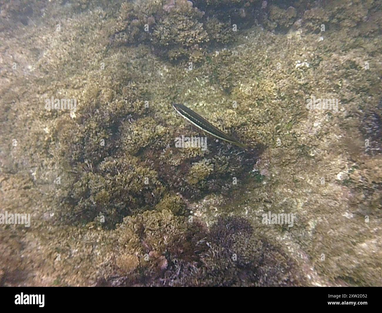 Mediterranean Rainbow Wrasse (Coris julis) Actinopterygii Stock Photo ...