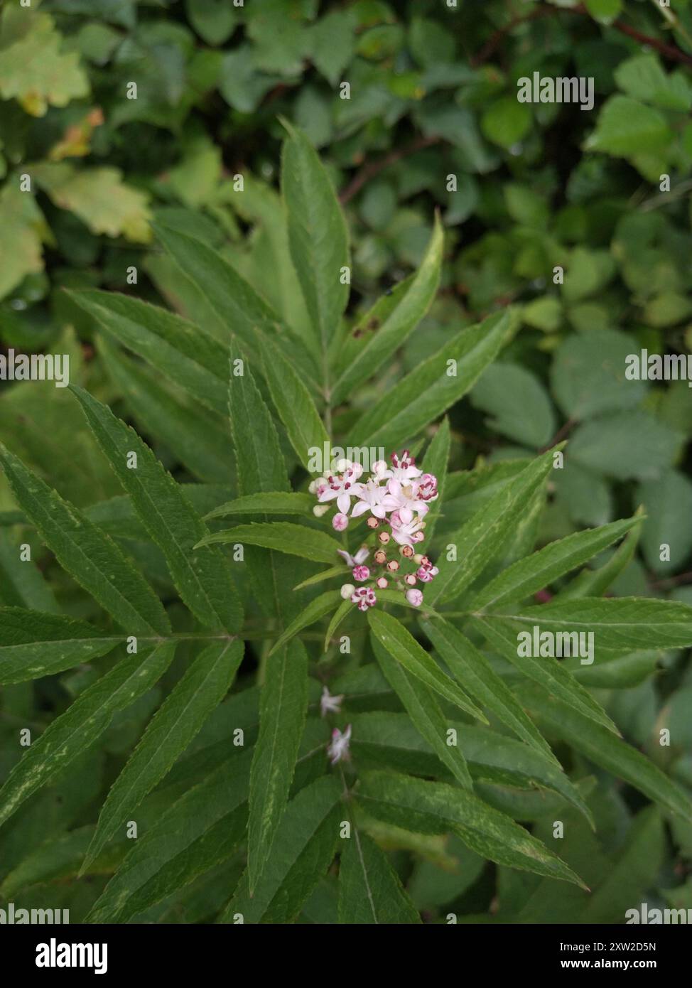 Dwarf Elder (Sambucus ebulus) Plantae Stock Photo - Alamy