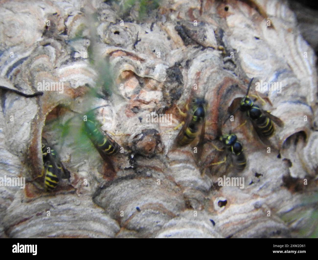Alaska Yellowjacket (Vespula alascensis) Insecta Stock Photo - Alamy