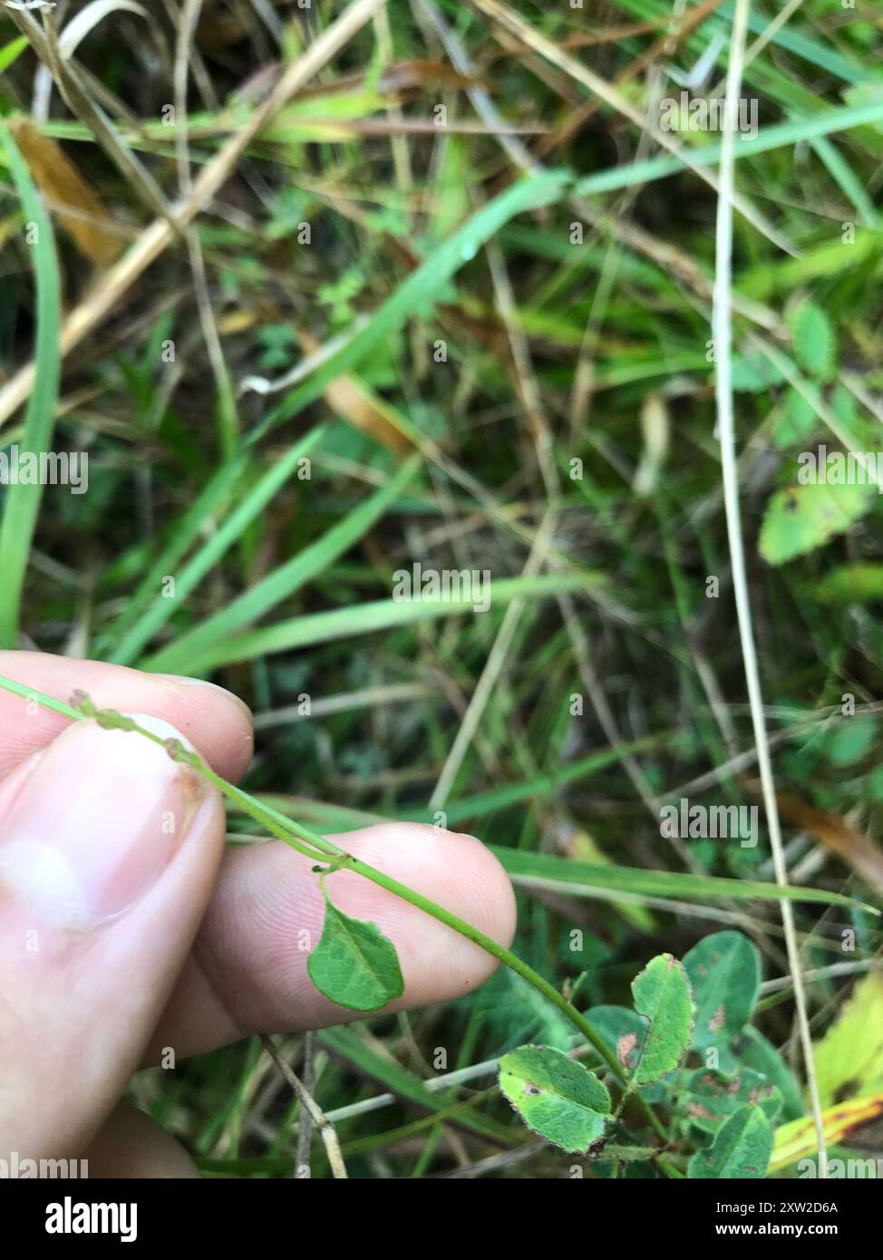 Little-leaf Tick-clover (Desmodium ciliare) Plantae Stock Photo - Alamy