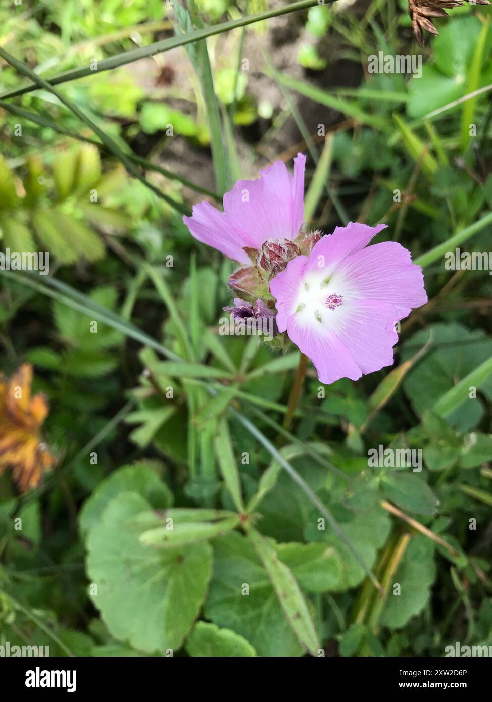 Annual Checkerbloom (Sidalcea calycosa) Plantae Stock Photo - Alamy