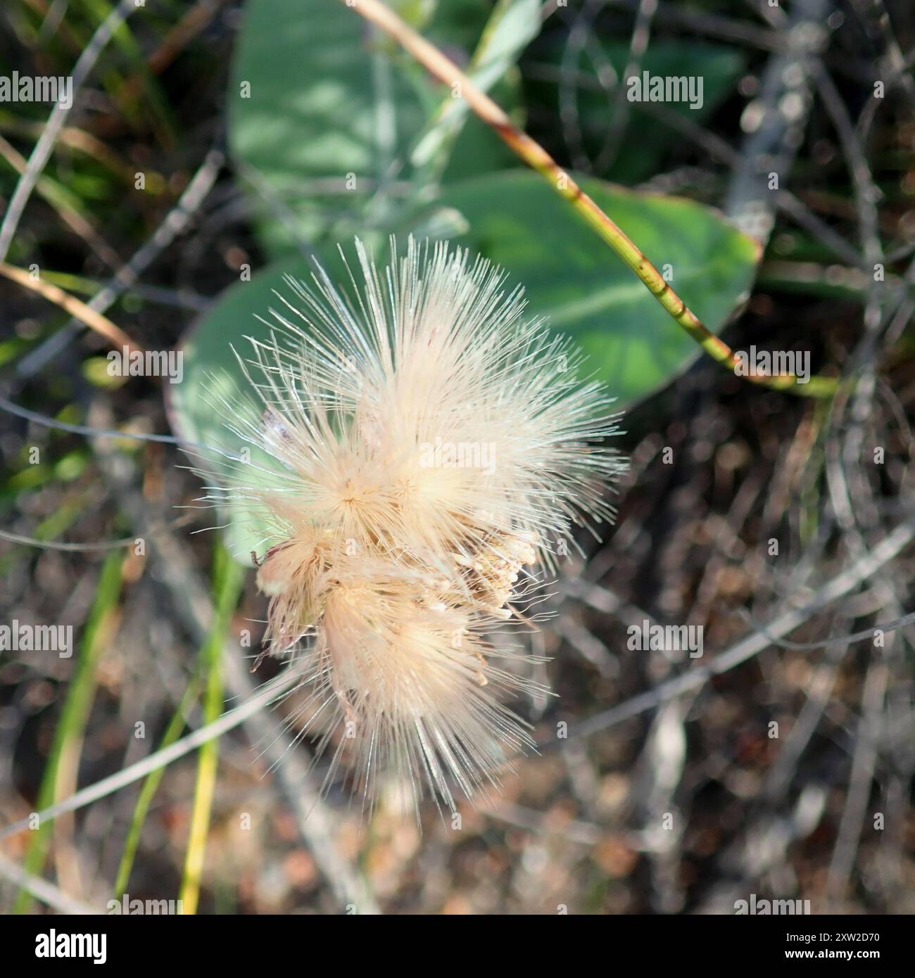 Leafy Babooncabbage (Othonna gymnodiscus) Plantae Stock Photo - Alamy