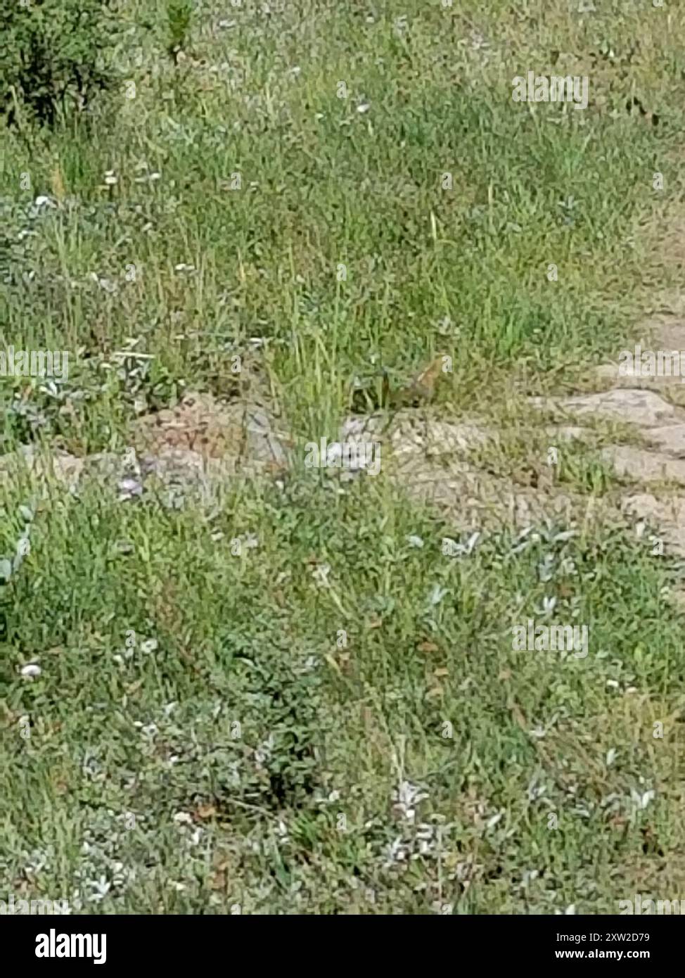 Western Chipmunks (Neotamias) Mammalia Stock Photo - Alamy
