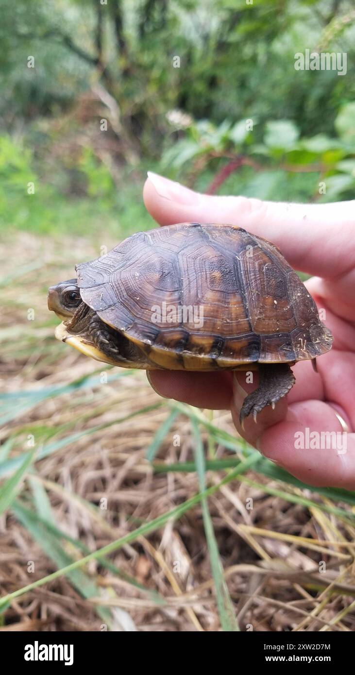 Eastern Box Turtle (Terrapene carolina carolina) Reptilia Stock Photo ...