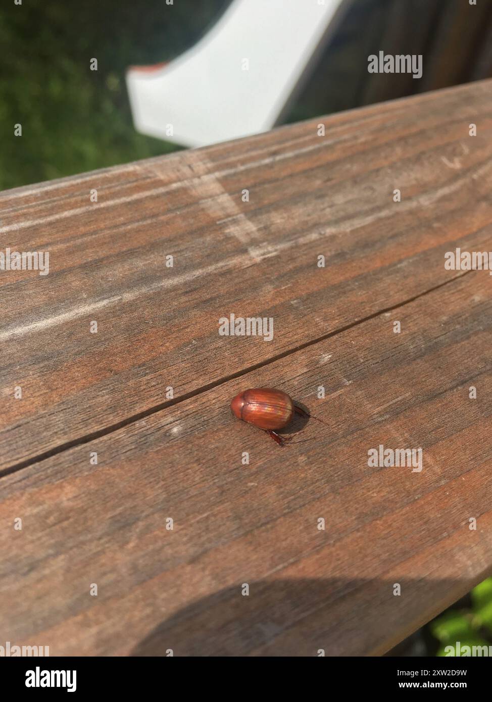 Asiatic Garden Beetle (Maladera formosae) Insecta Stock Photo - Alamy