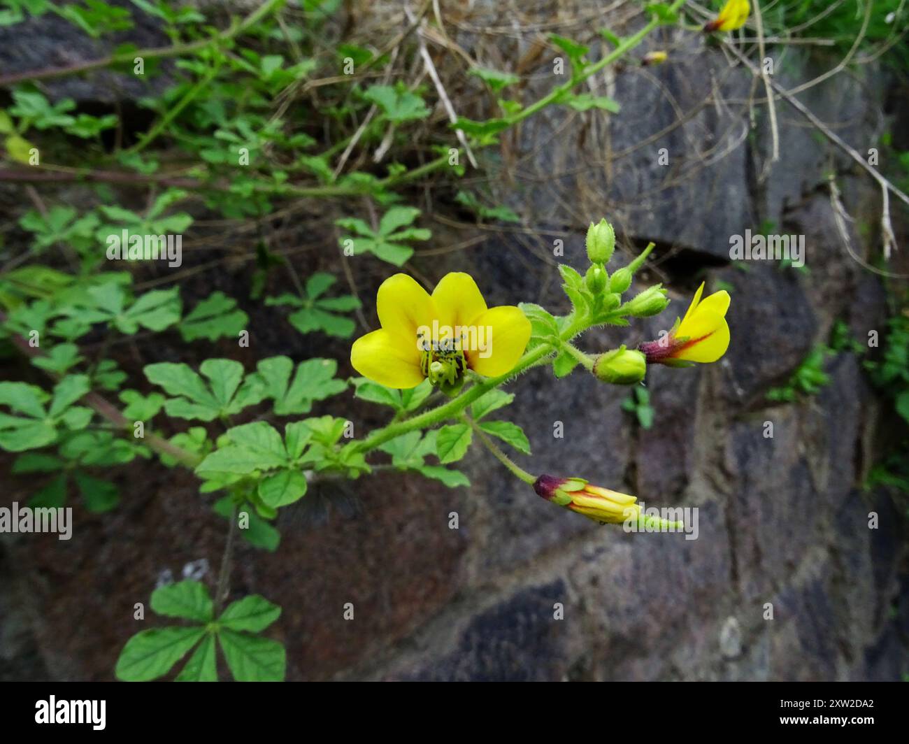 Asian spiderflower (Cleome viscosa) Plantae Stock Photo - Alamy
